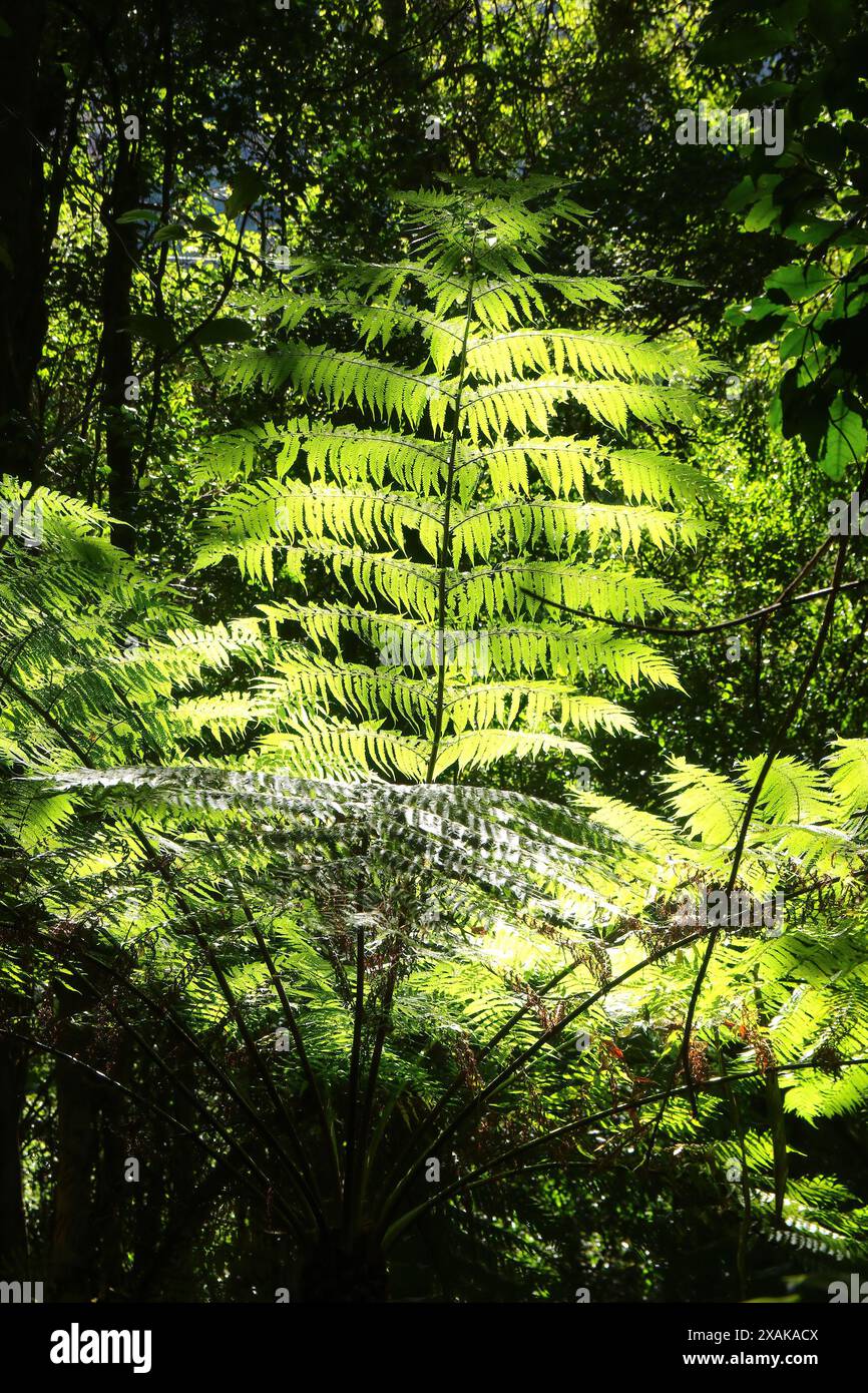 Fern leaves in the rainforest of the Jamison Valley in Scenic World, a ...