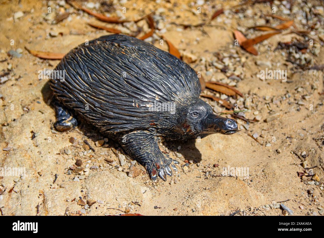 Statue of an echidna (Zaglossus Bartoni) known as Barton's long-beaked ...