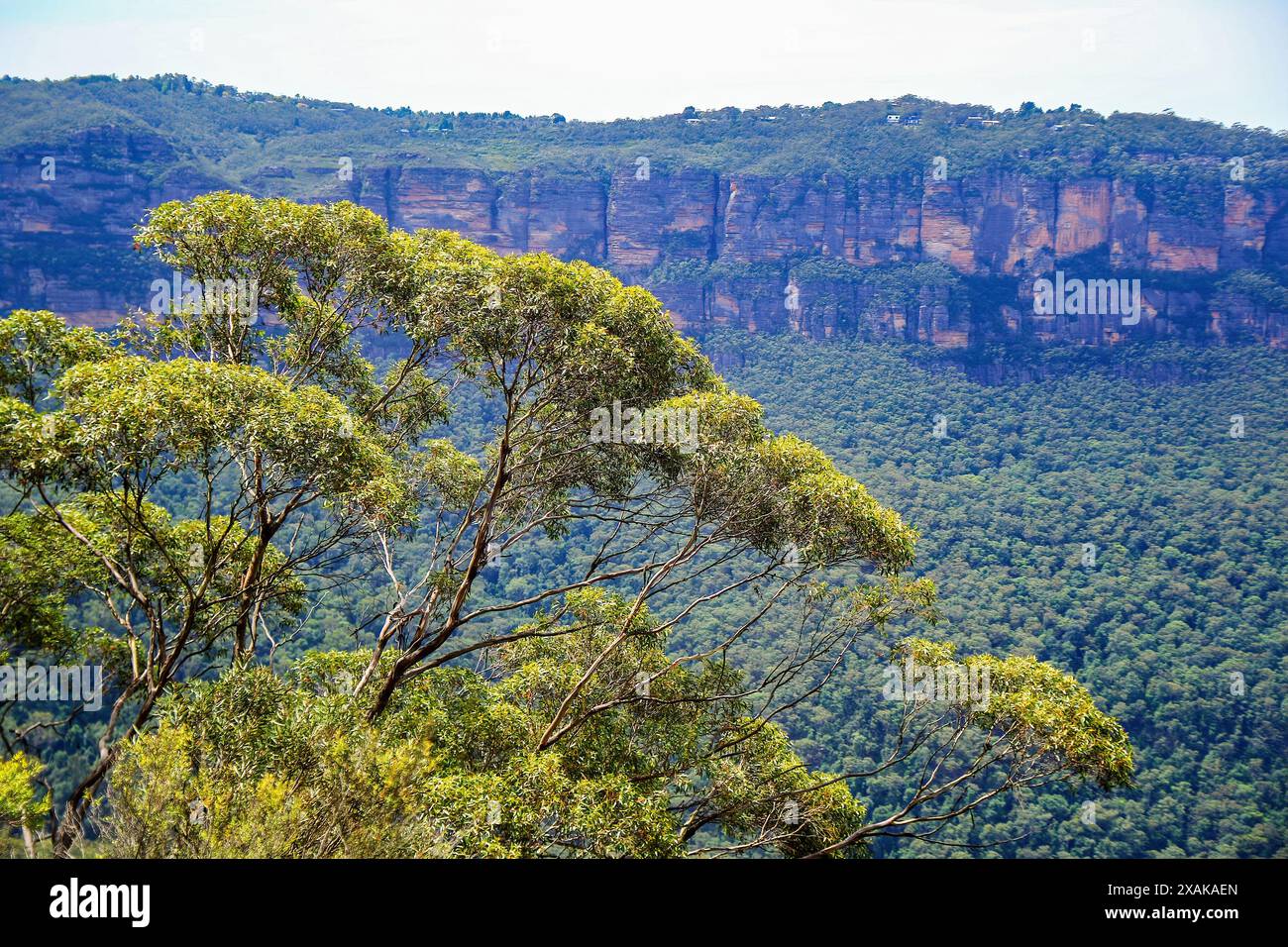 Canopy of eucalyptus trees in a forest of the Jamison Valley in the ...