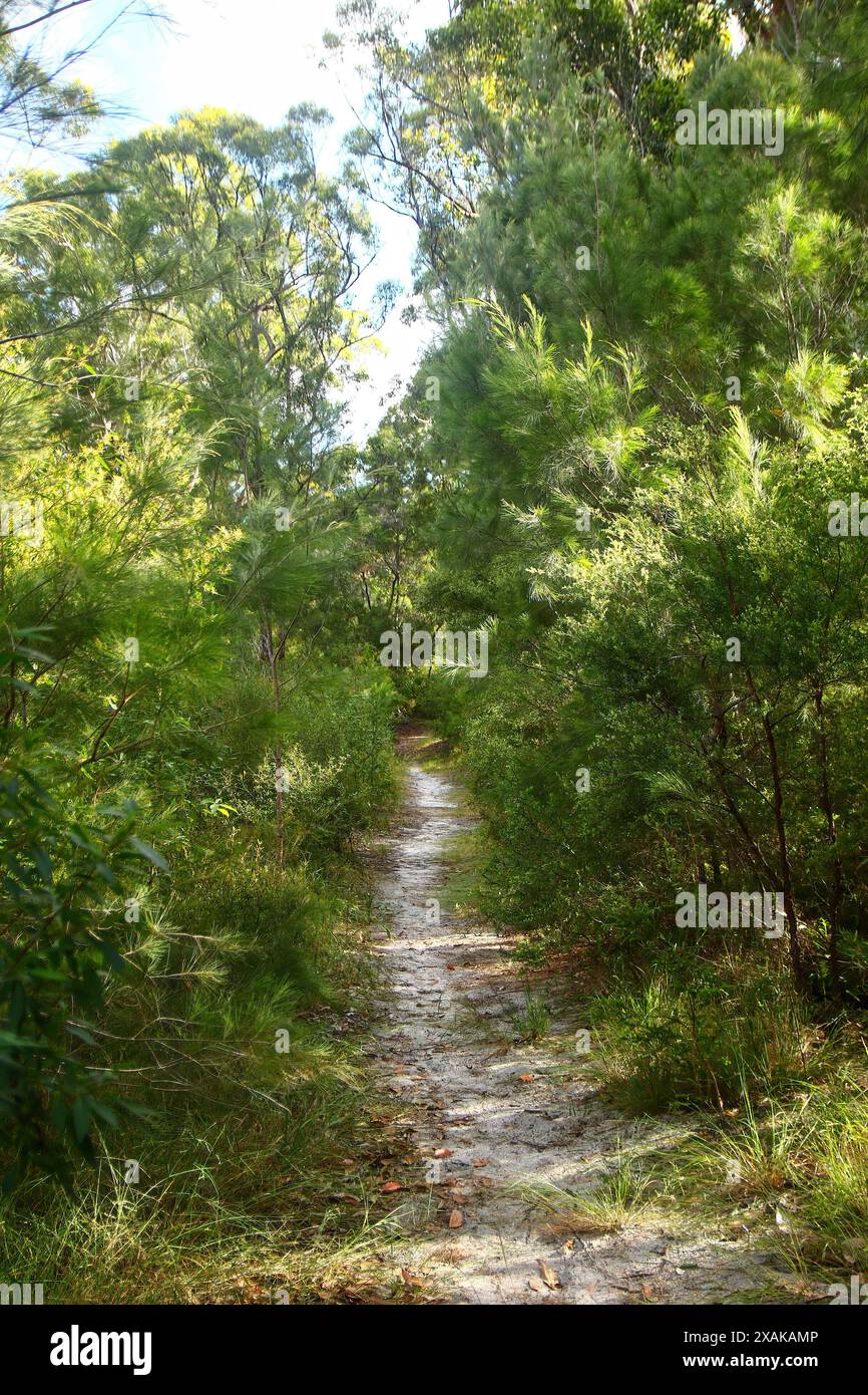 Pathway to Lake McKenzie (Boorangoora) passing through eucalyptus ...