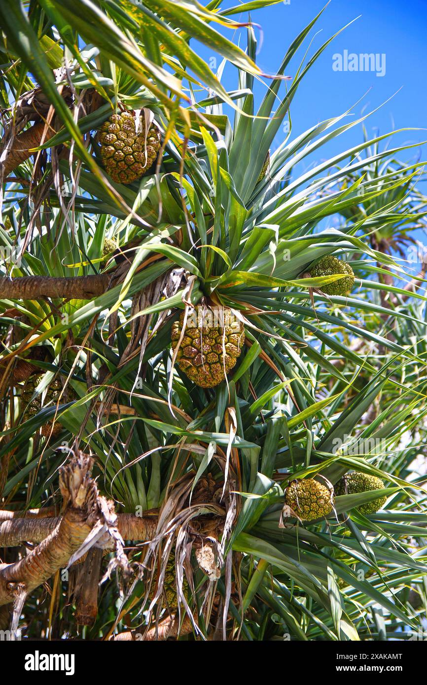 Hala plant hi-res stock photography and images - Alamy