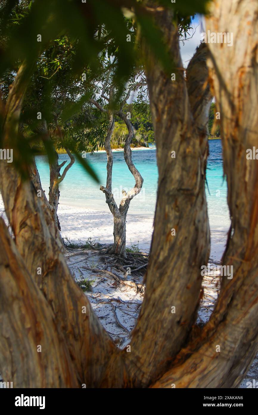 Eucalyptus trees on the beach of Lake McKenzie (Boorangoora) on Fraser ...