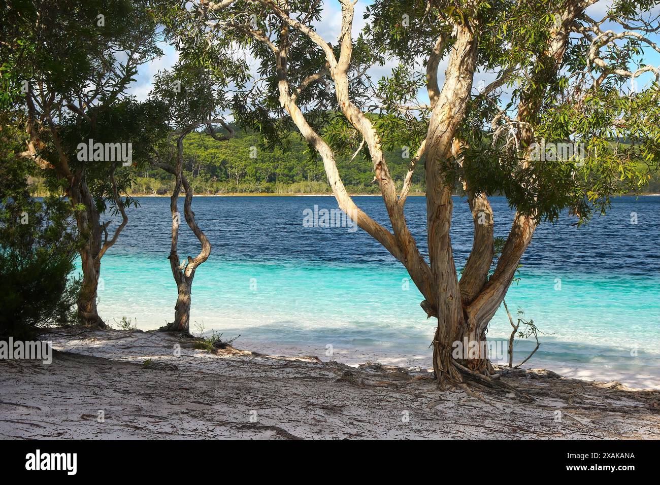 Eucalyptus trees on the beach of Lake McKenzie (Boorangoora) on Fraser ...