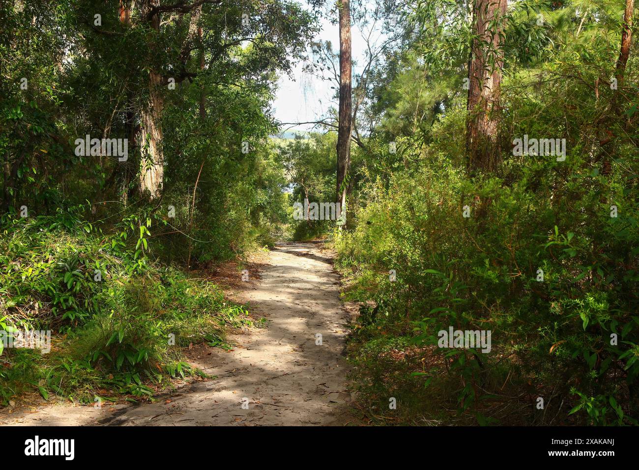 Pathway to Lake McKenzie (Boorangoora) passing through eucalyptus woodland on Fraser Island (K ...