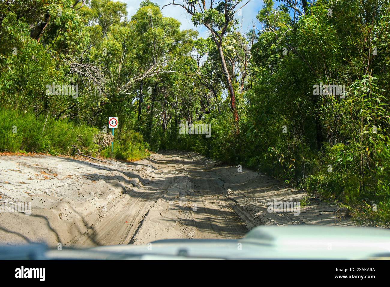 Wheel tracks on a sandy road in the Great Sandy National Park on Fraser ...