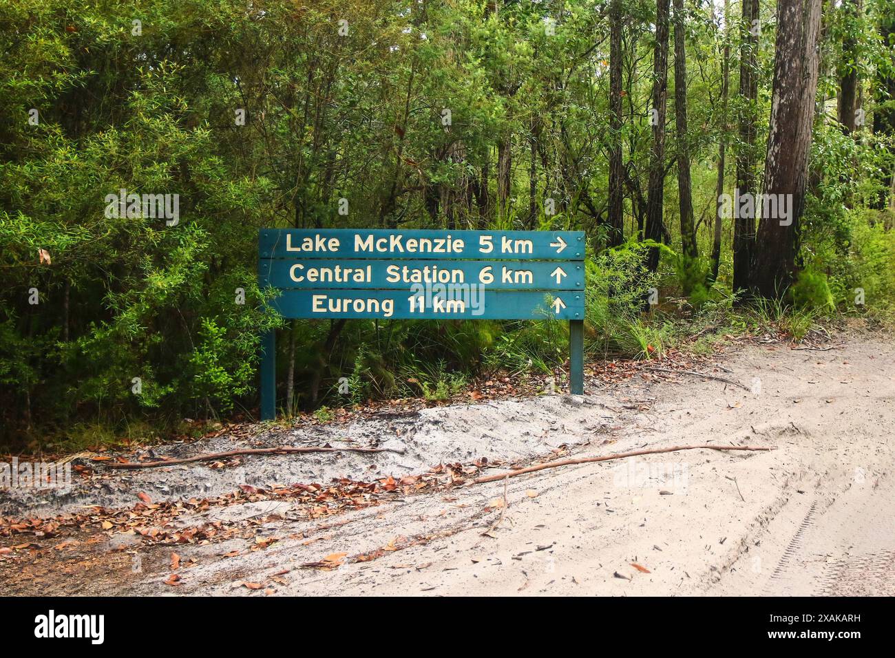 Wheel tracks on a sandy road in the Great Sandy National Park on Fraser ...