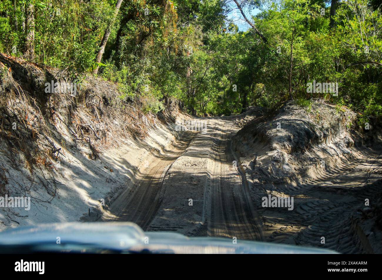 Wheel tracks on a sandy road in the Great Sandy National Park on Fraser ...