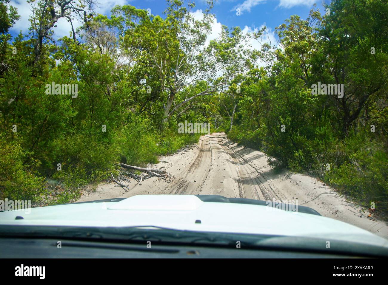 Wheel tracks on a sandy road in the Great Sandy National Park on Fraser ...