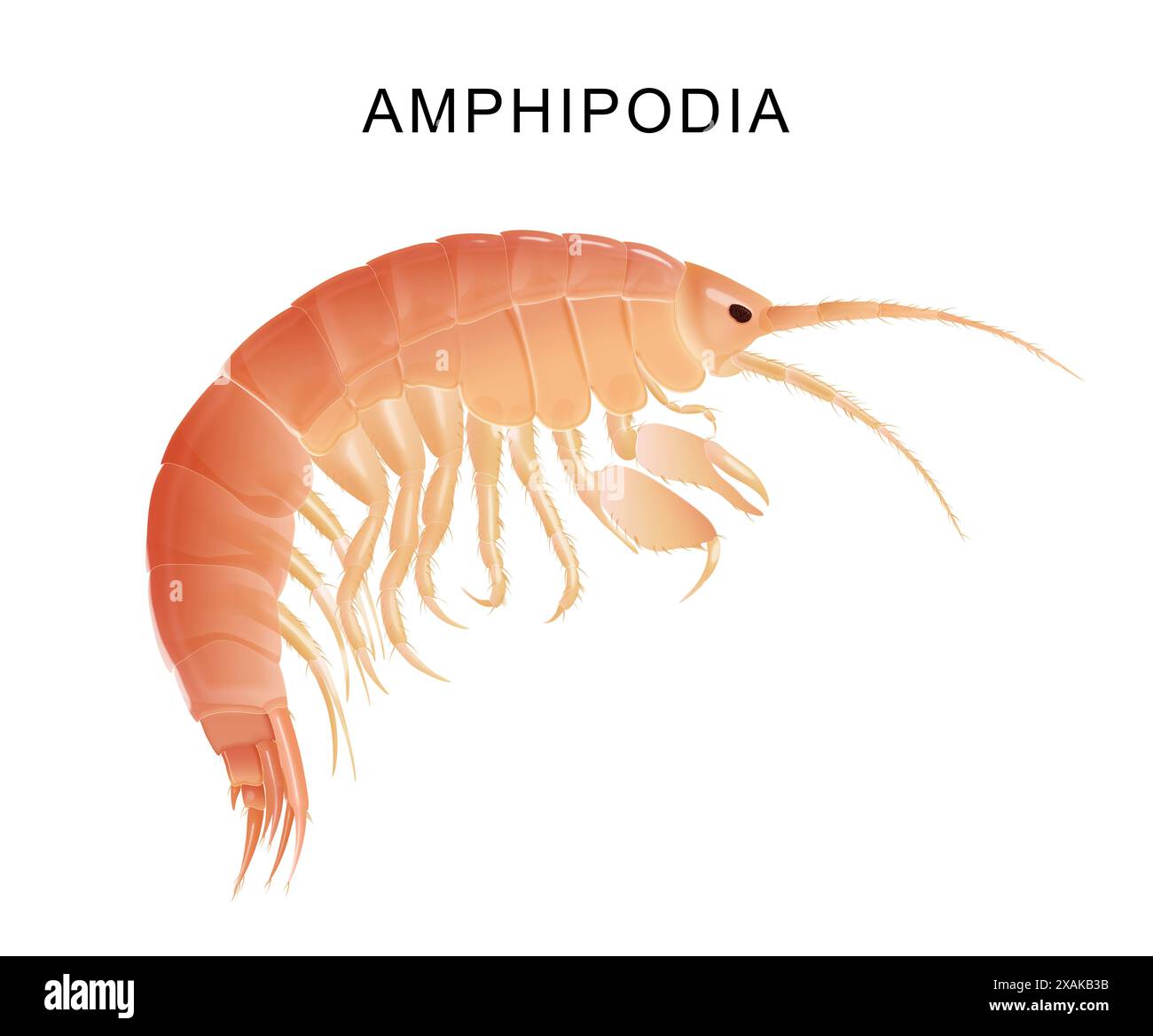 Illustration of a crustacean amphipod with white background Stock Photo ...