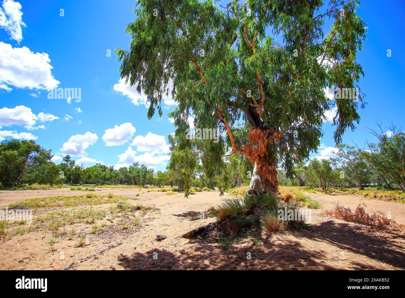 Dried up riverbed of the ephemeral Todd River in downtown Alice Springs ...