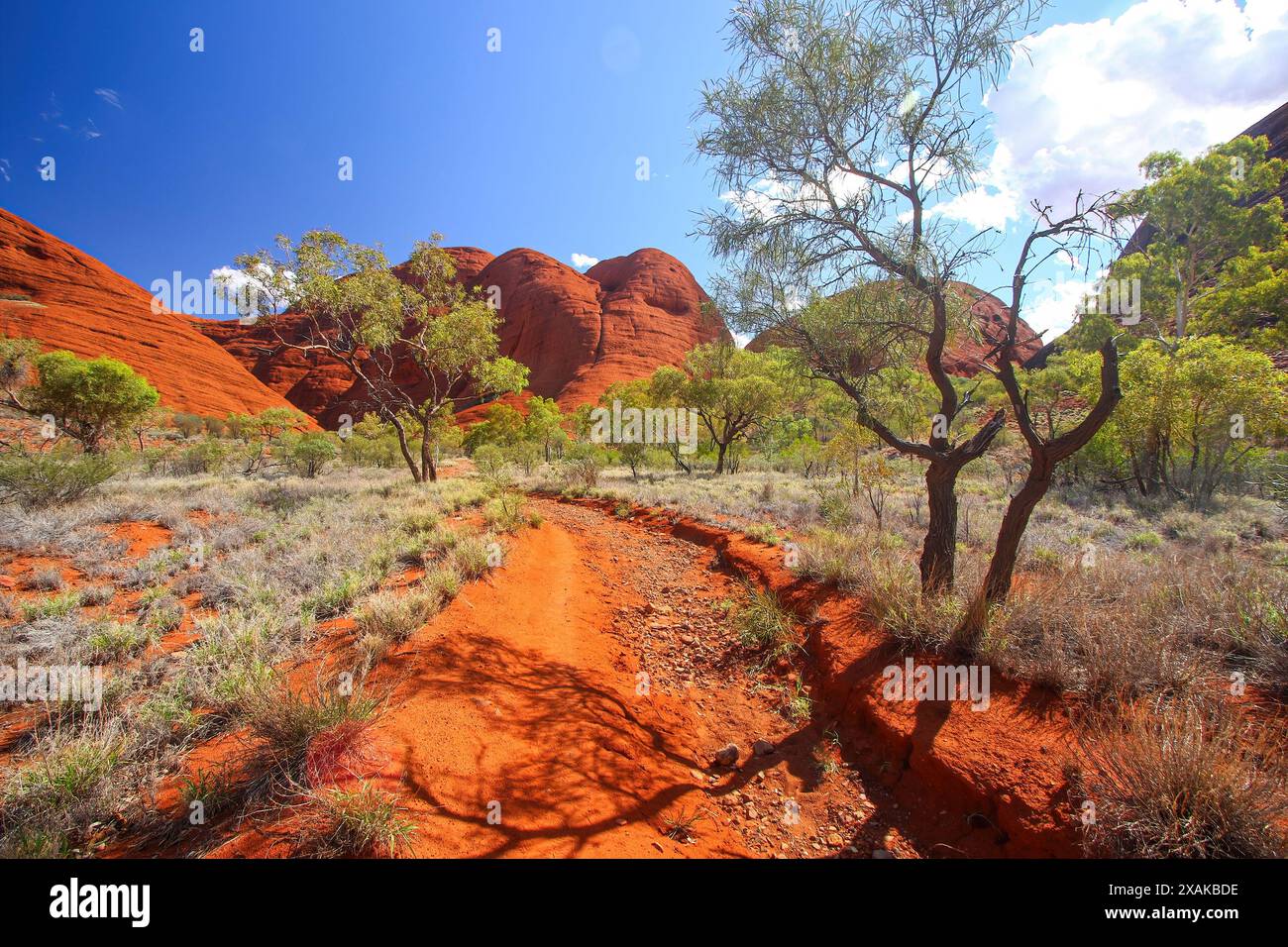 Eucalyptus trees in the Valley of the Winds trail in Kata Tjuta aka the ...