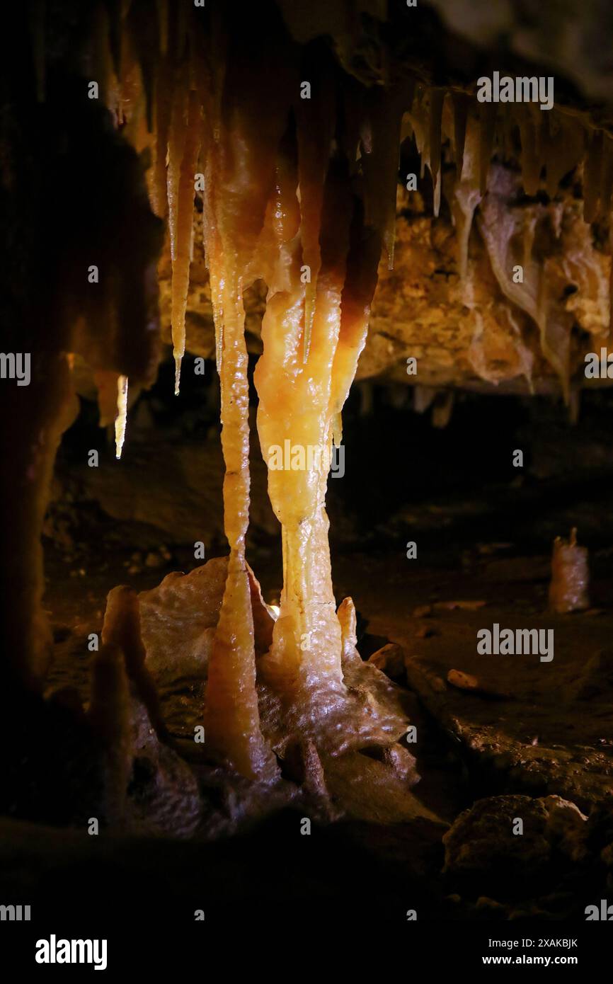 Column (stalagnate) in the Victoria Fossil Cave in the Naracoorte Caves ...