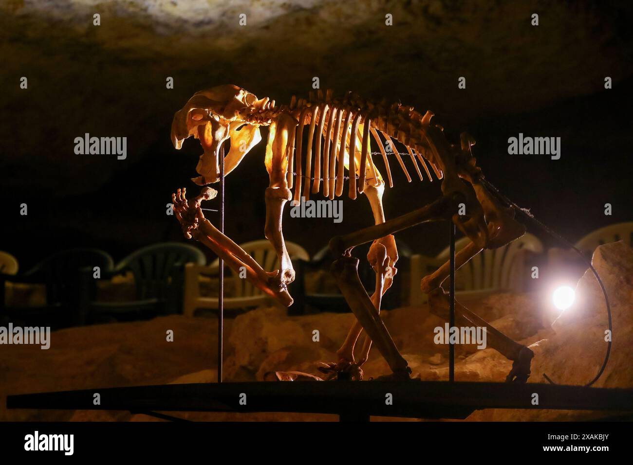 Fossil skeleton of a Marsupial lion (pouch lion or Thylacoleo carnifex ...