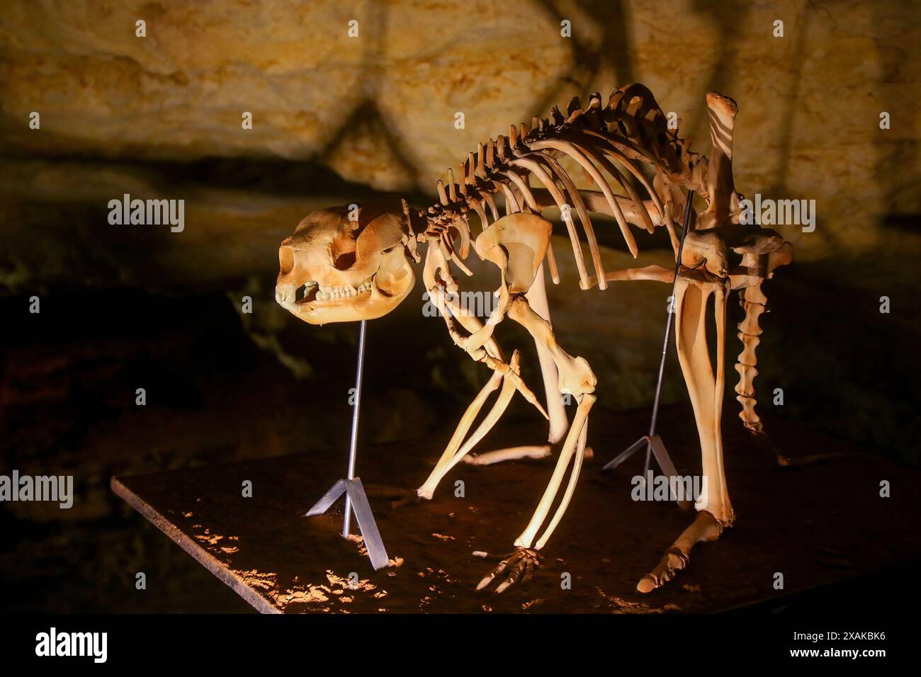 Fossil skeleton of a Marsupial lion (pouch lion or Thylacoleo carnifex ...