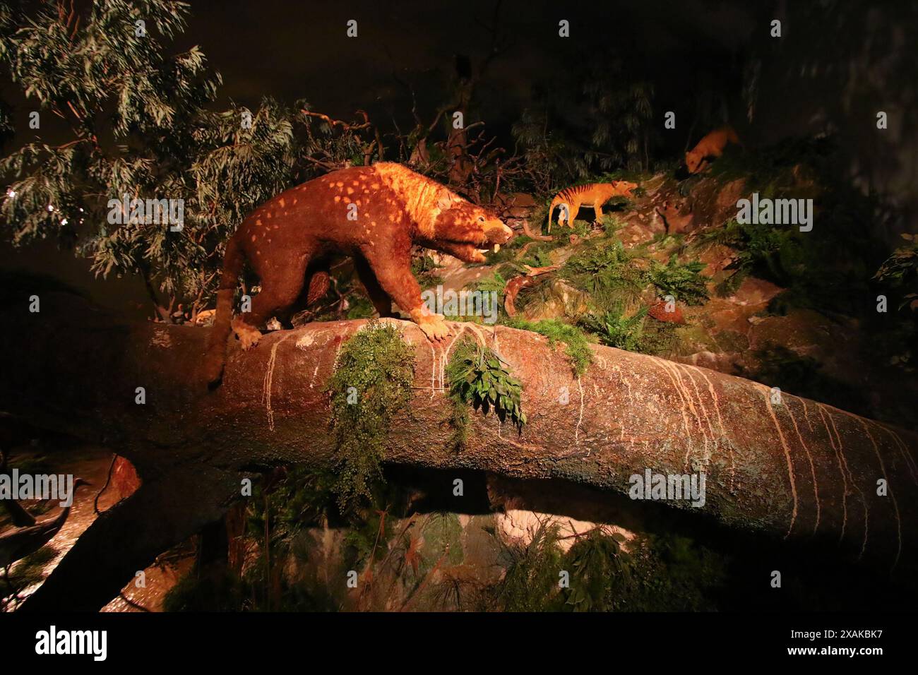 Marsupial lion (pouch lion or Thylacoleo carnifex), an extinct ...