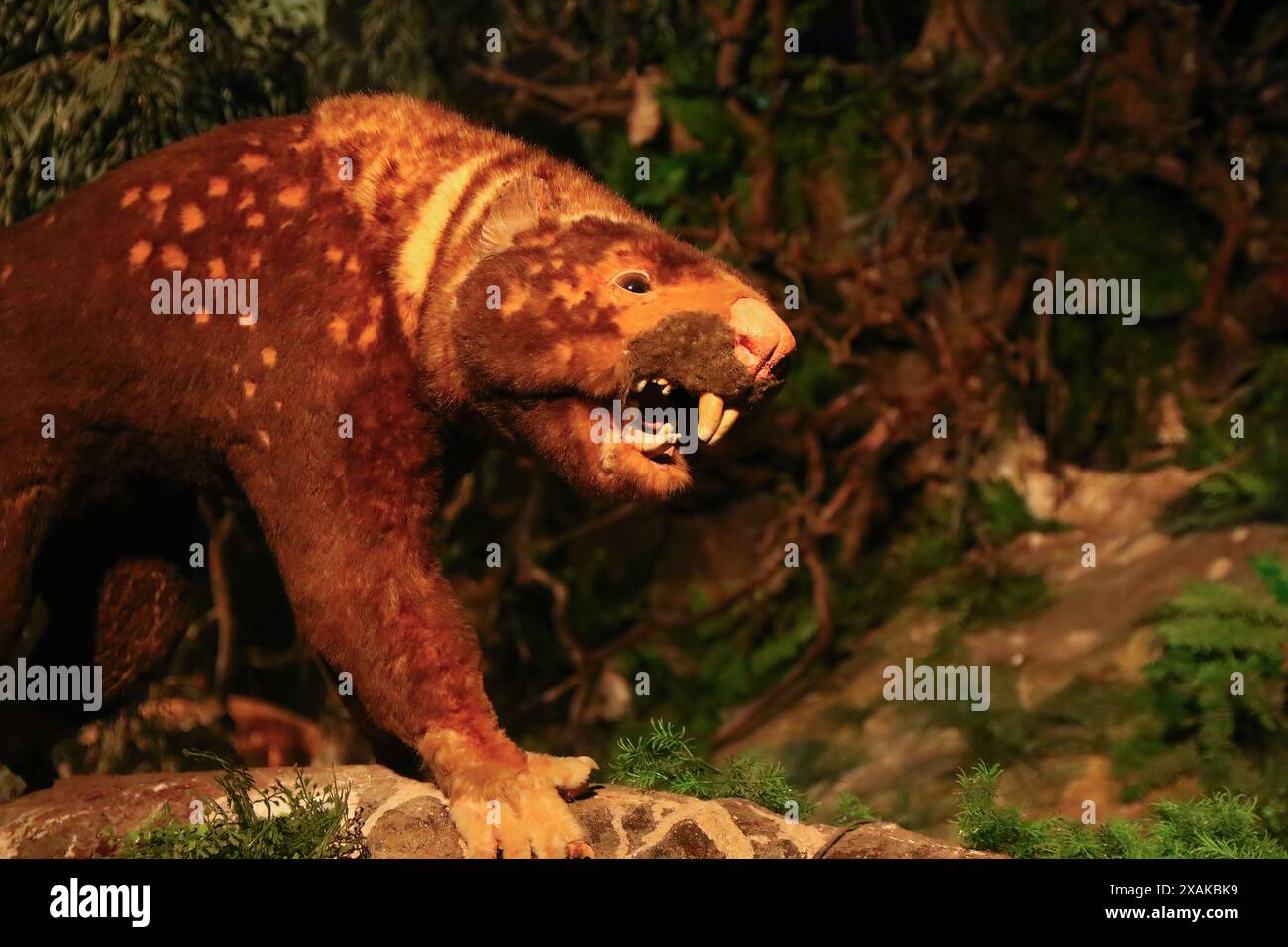 Marsupial lion (thylacoleo carnifex) hi-res stock photography and ...