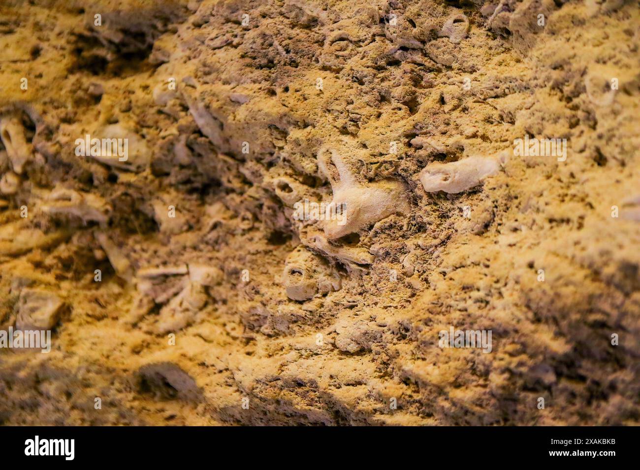 Remains of prehistoric coral embedded in sedimentary rock in the ...