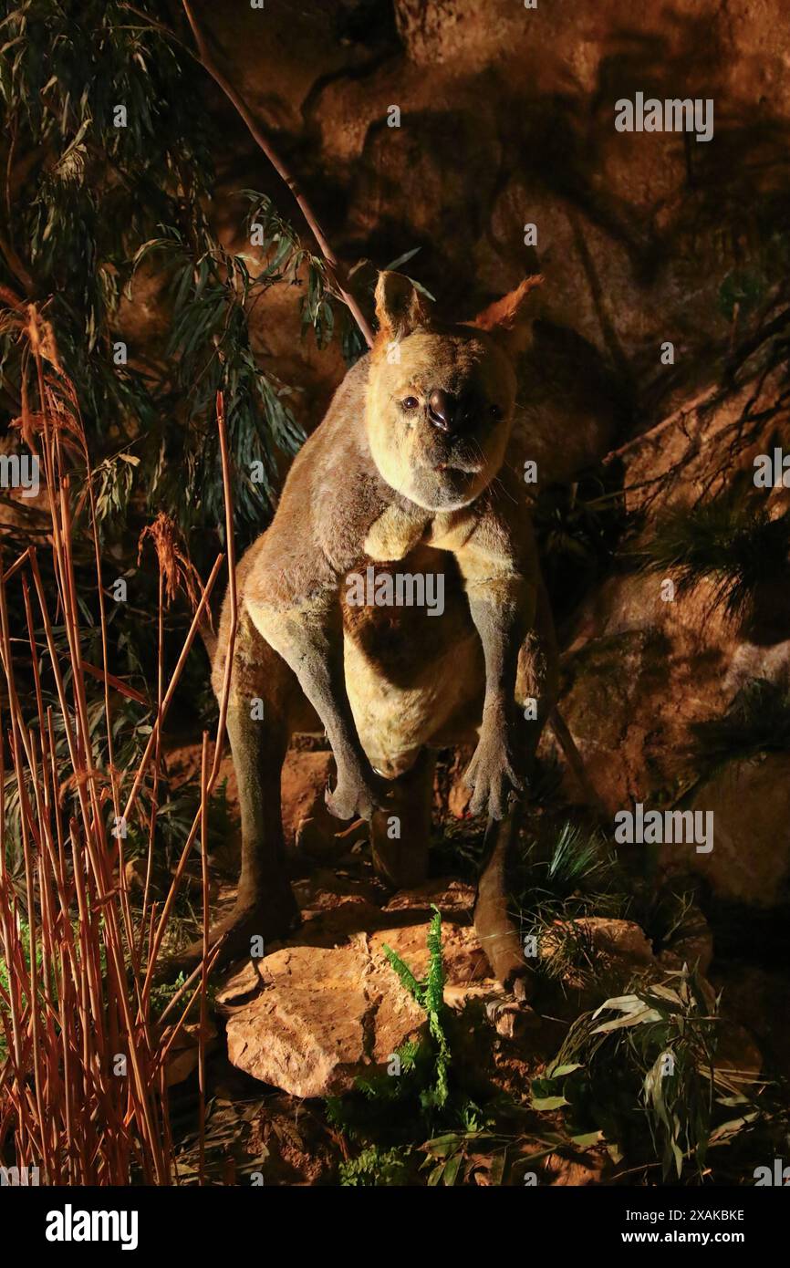 Statue of a Procoptodon Goliah, an extinct giant short-faced kangaroo ...