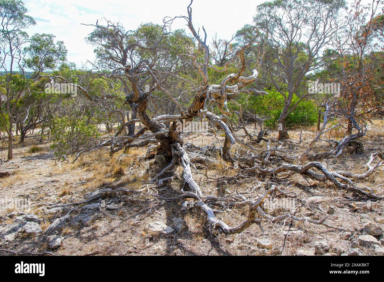Dead tree in the Naracoorte Caves National Park in South Australia ...