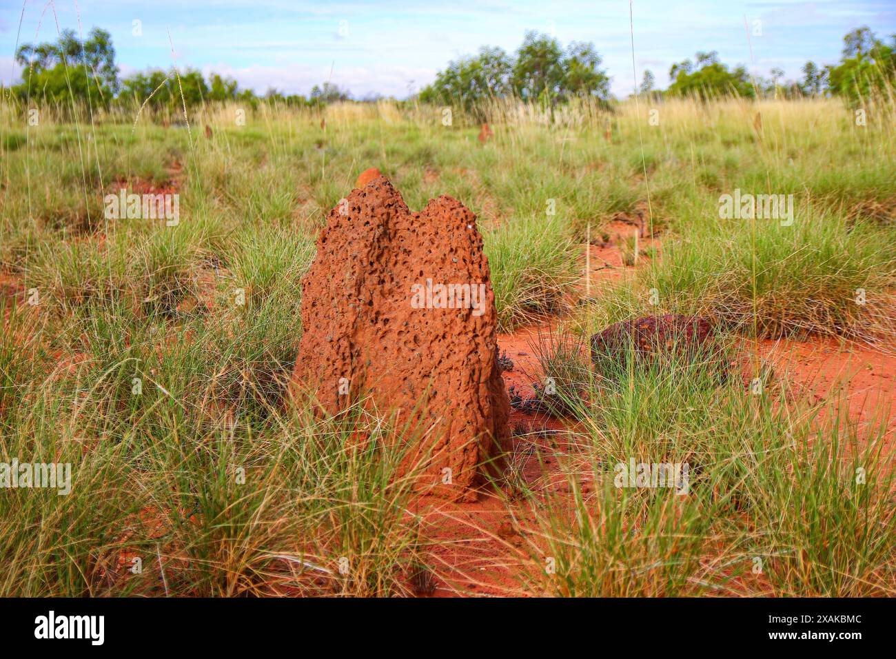 Termite mounds made of soil, saliva and dung in the bushland of the Red ...