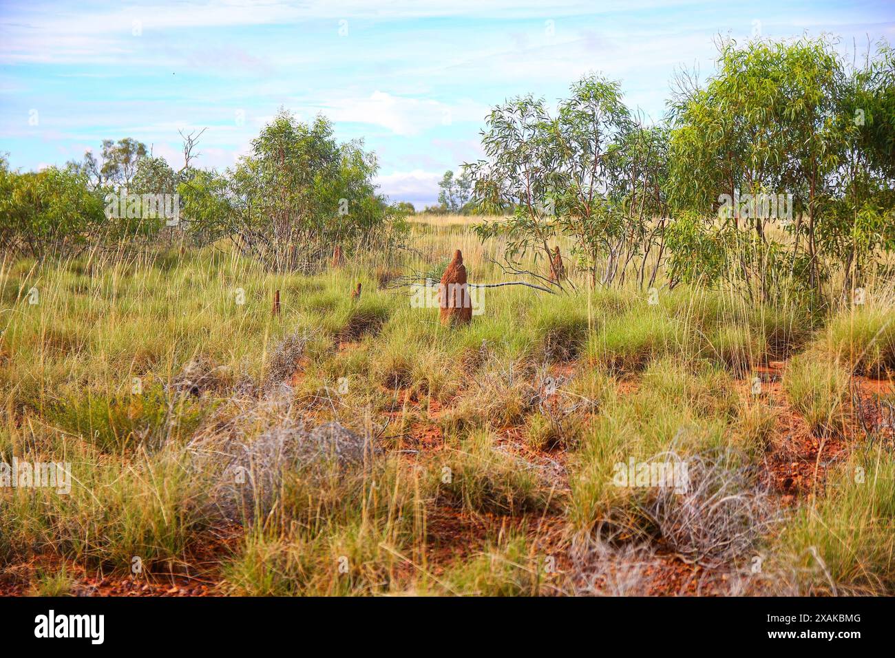 Termite mounds made of soil, saliva and dung in the bushland of the Red ...
