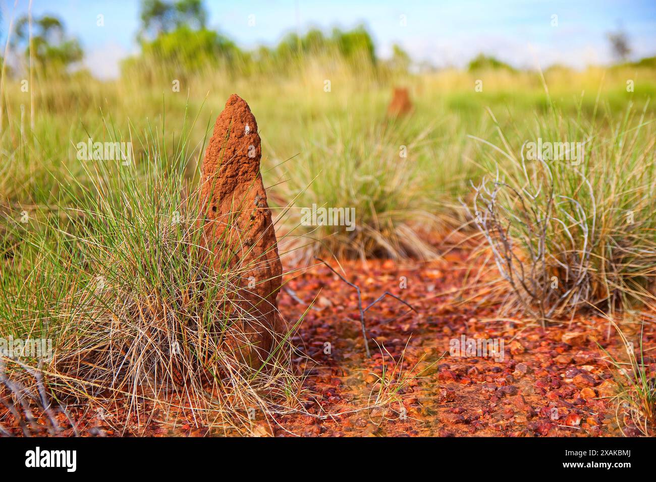 Termite mounds made of soil, saliva and dung in the bushland of the Red ...