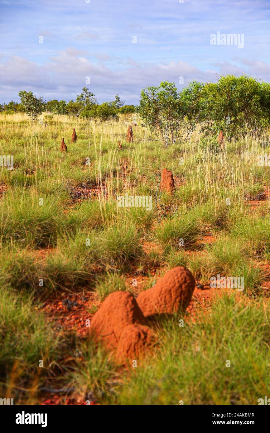 Termite mounds made of soil, saliva and dung in the bushland of the Red ...