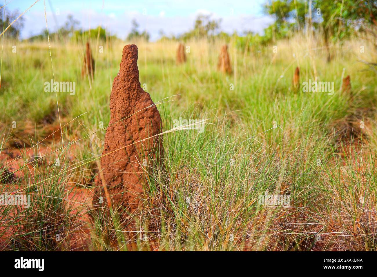 Termite mounds made of soil, saliva and dung in the bushland of the Red ...
