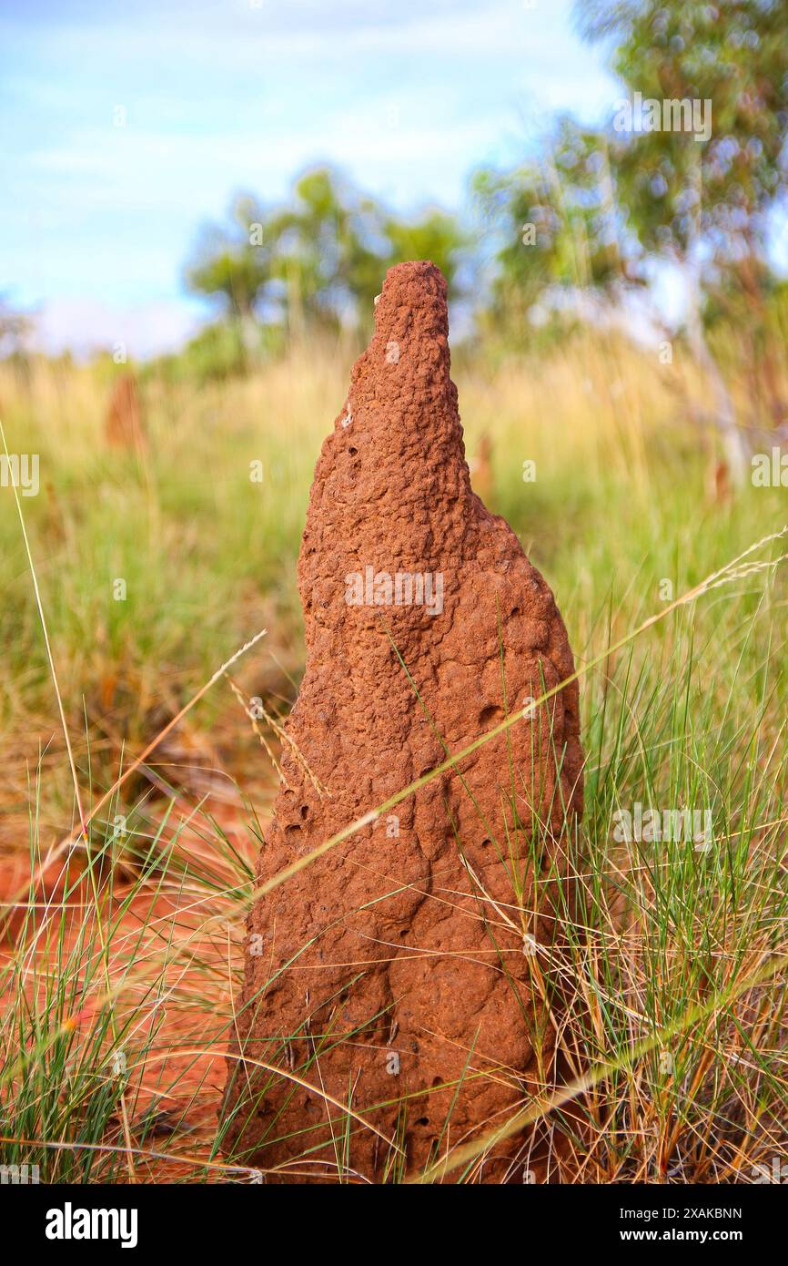 Termite mounds made of soil, saliva and dung in the bushland of the Red ...