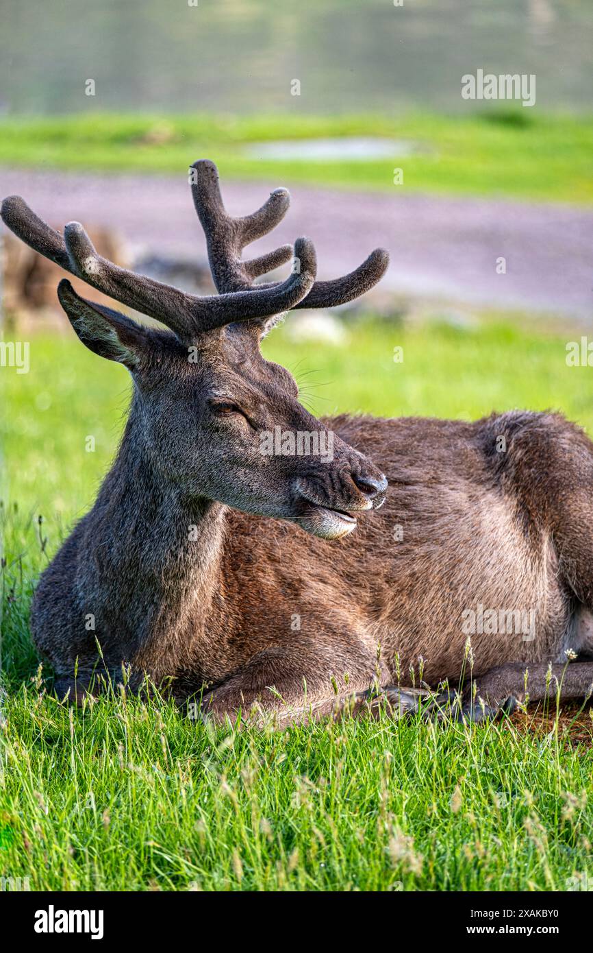 Red deer stag grazing on coastal grassland at Applecross, Scotland on ...