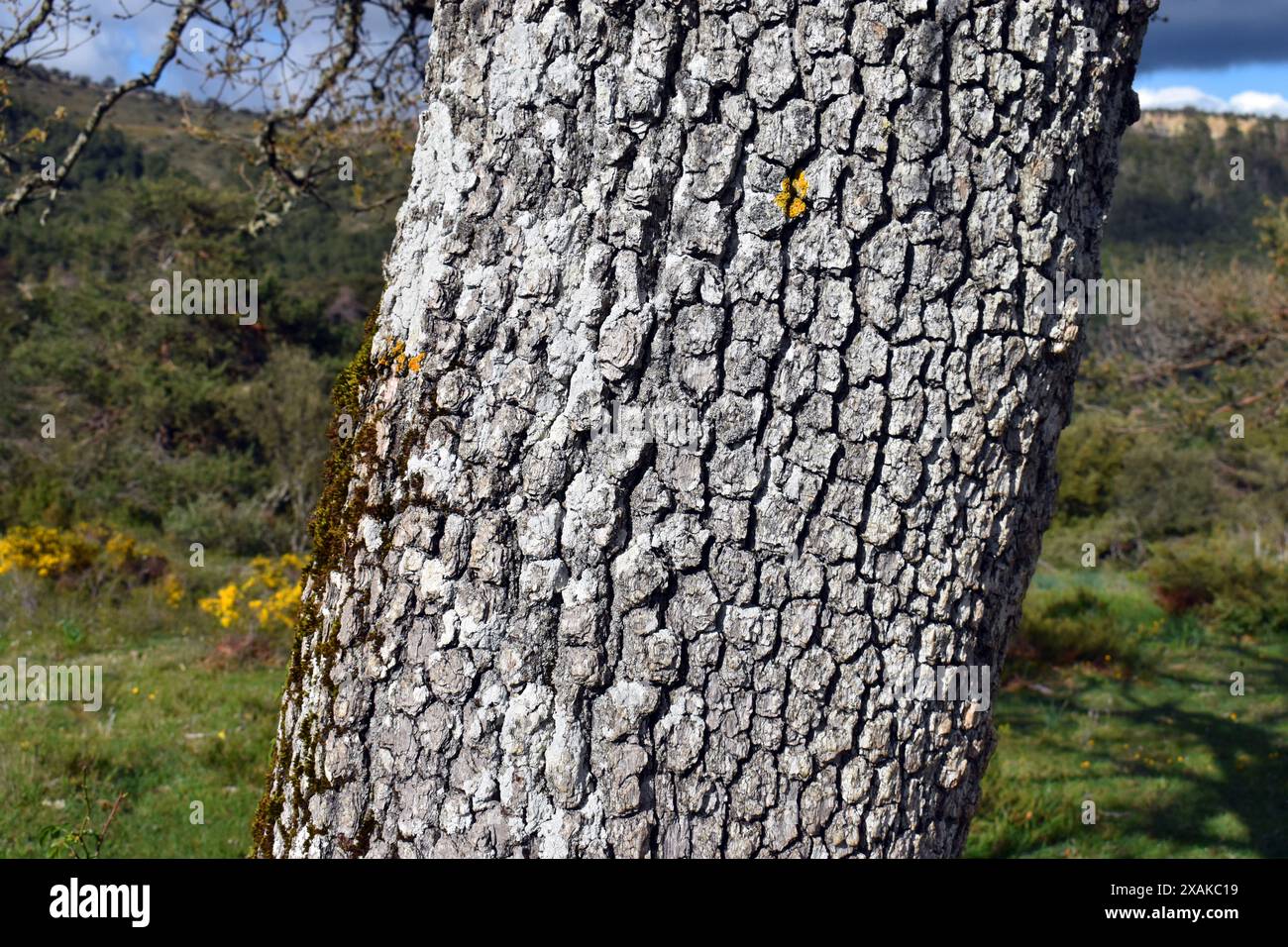 Quercus faginea hi-res stock photography and images - Alamy