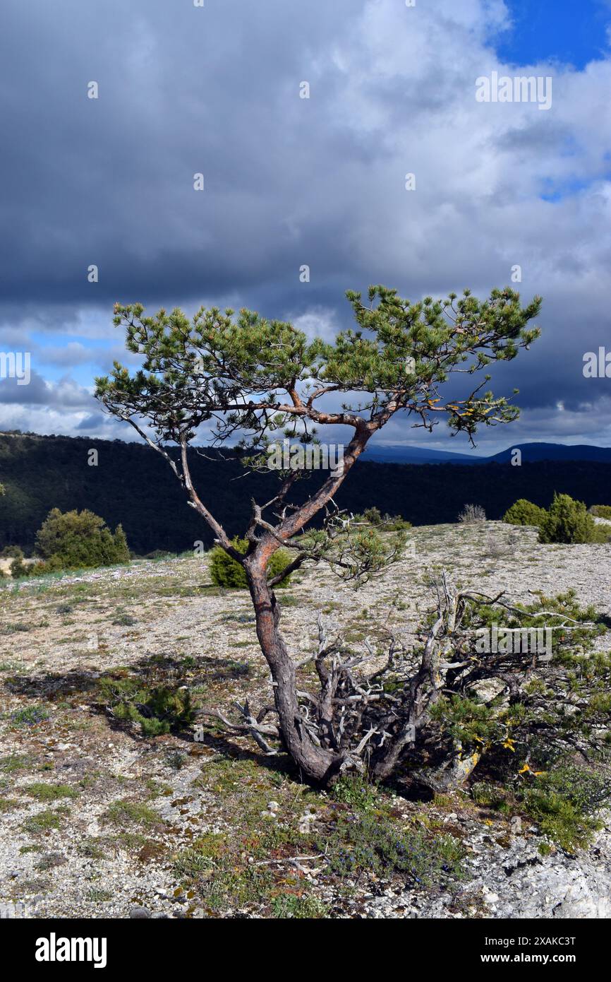 Scots pine specimen pinus sylvestris hi-res stock photography and ...