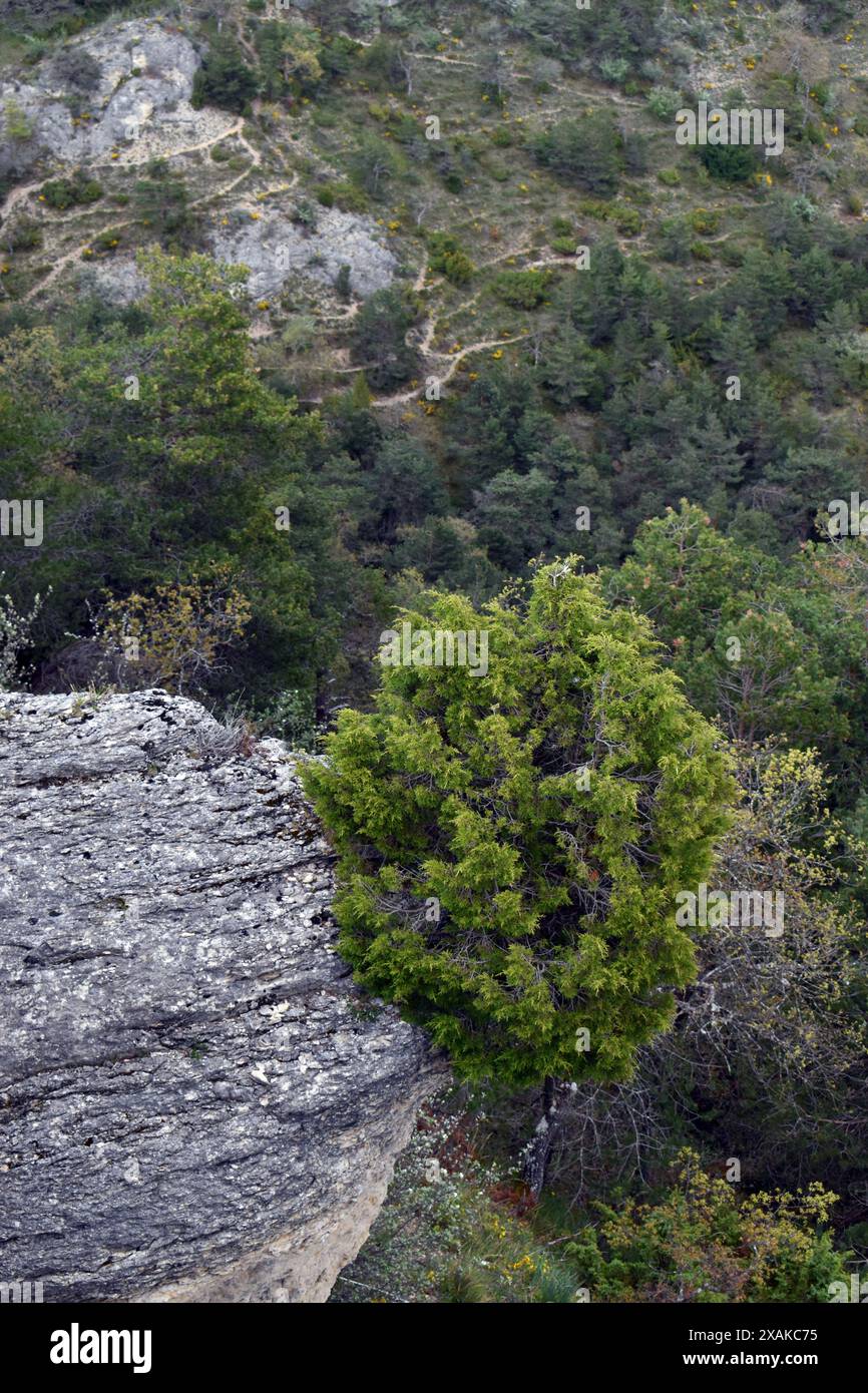 The coniferous Phoenician juniper (Juniperus phoenicea) on a rock Stock ...