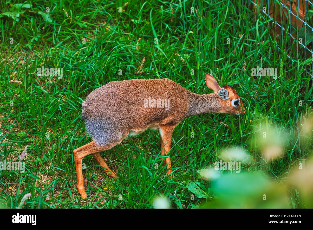 A dik-dik antelope grazing on green grass in a fenced area. The animal ...