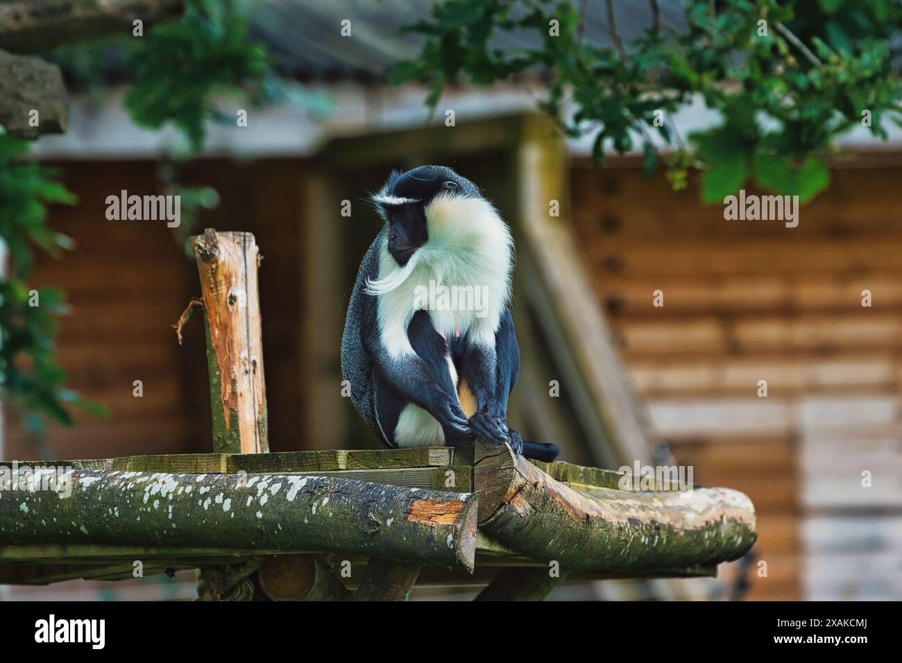 De brazzas monkey enclosure hi-res stock photography and images - Alamy