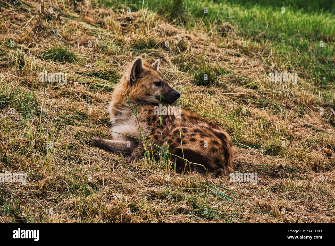 A spotted hyena lying on dry grass in a grassy field, looking to the ...