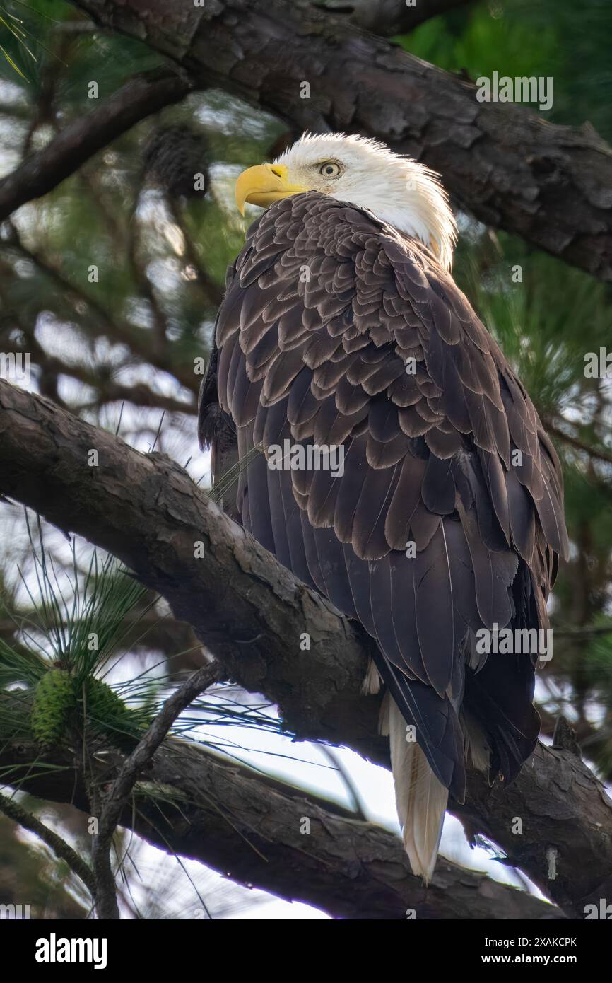 An American bald eagle resting in a tree along Jordan Lake, NC Stock ...