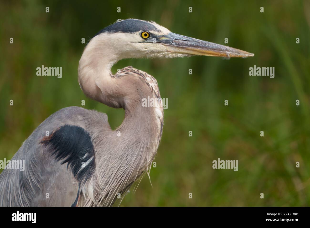 A great blue heron at Jordan Lake, NC Stock Photo - Alamy