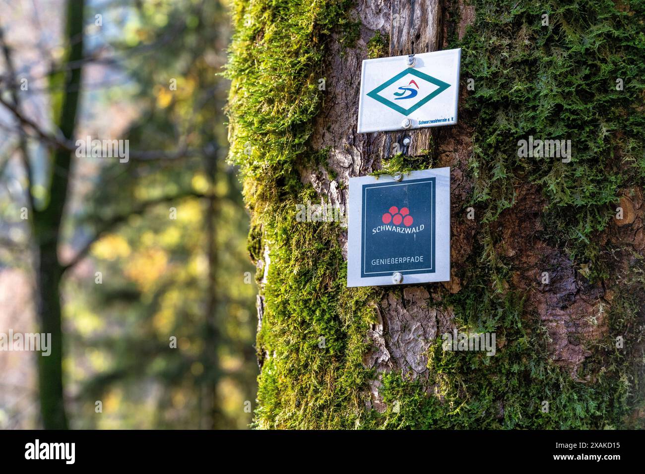 Europe, Germany, Baden-Württemberg, Black Forest, Southern Black Forest ...