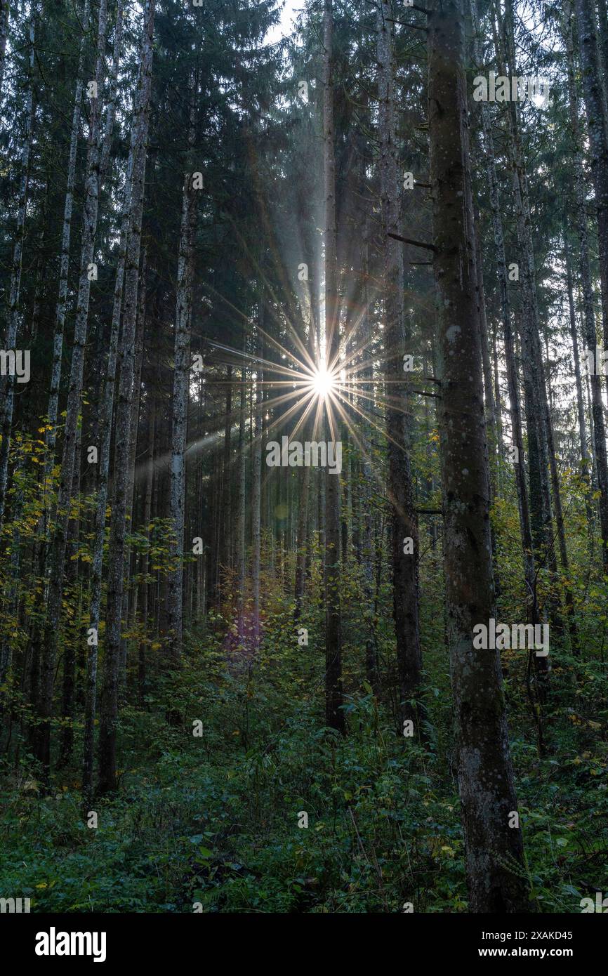 Dense star region hi-res stock photography and images - Alamy