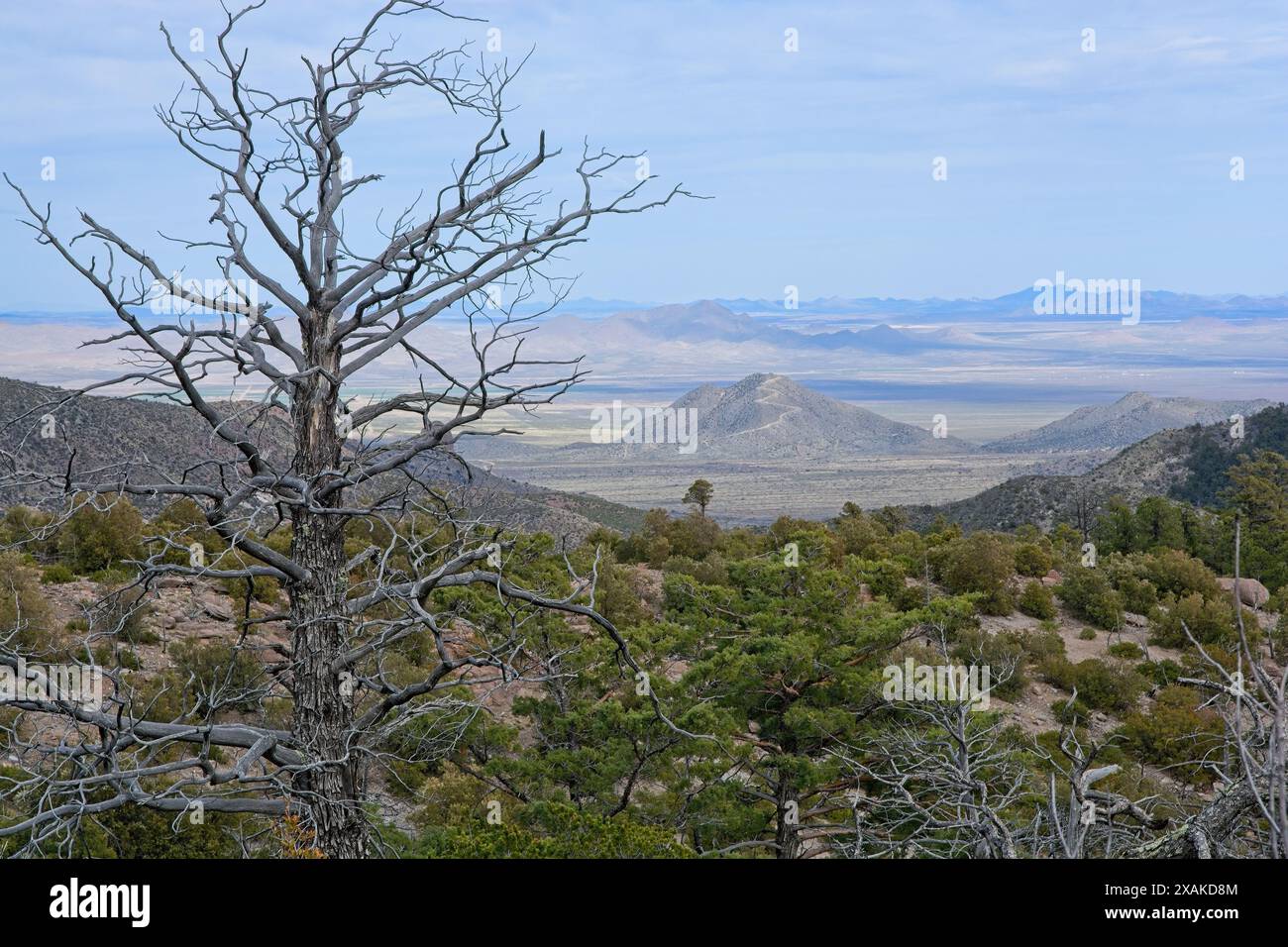 Sky island mountains across desert valley from tree skeleton in ...