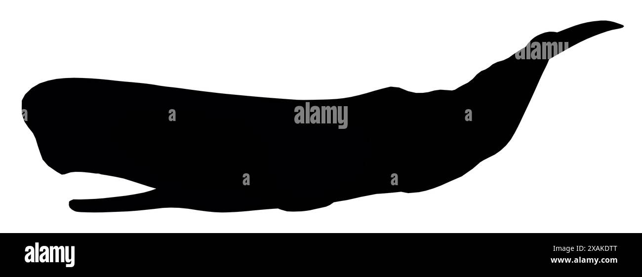 Silhouette with a sperm whale Stock Photo - Alamy
