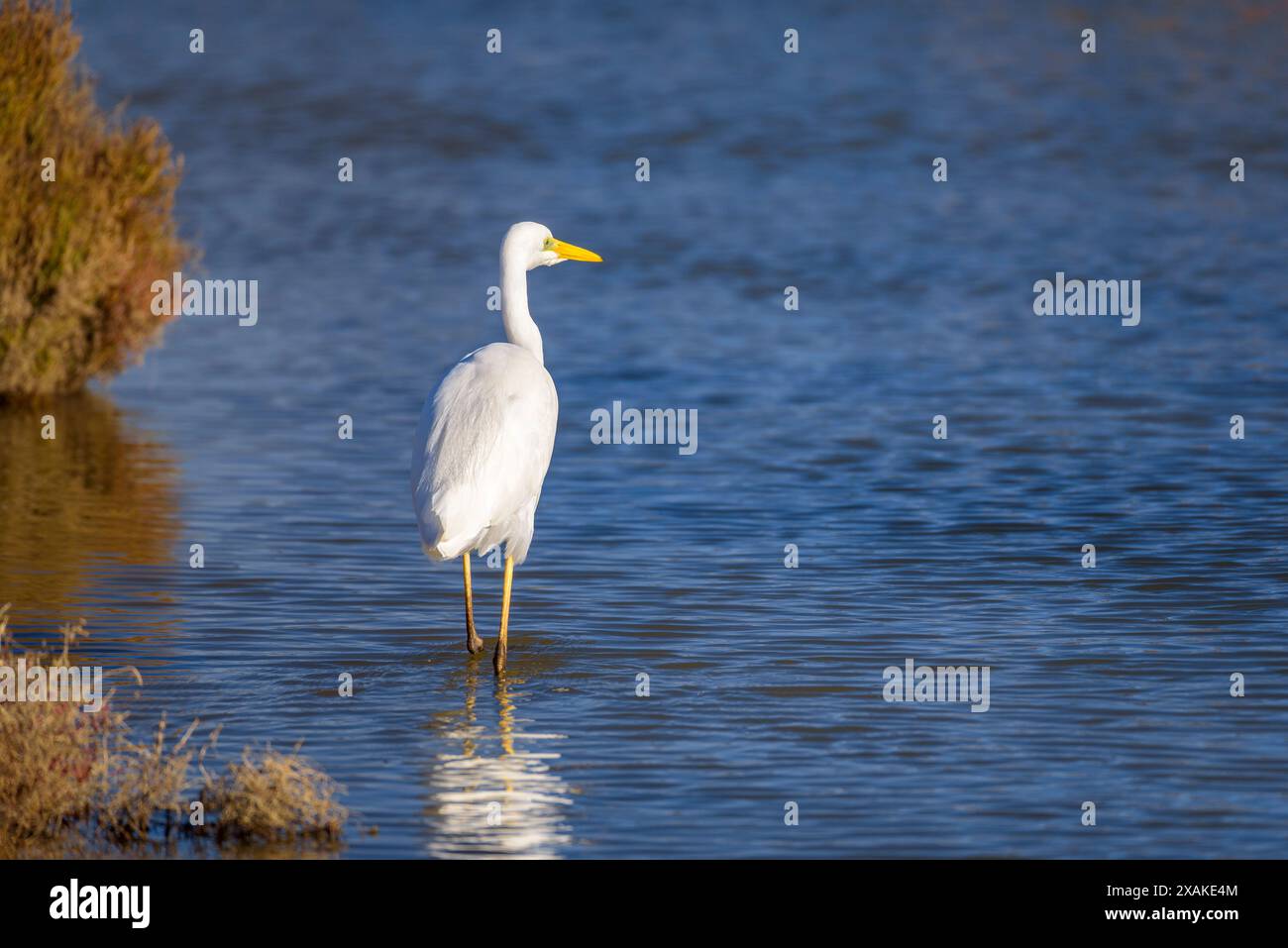Great Egret (Ardea alba) in a lagoon near Barra del Trabucador ...
