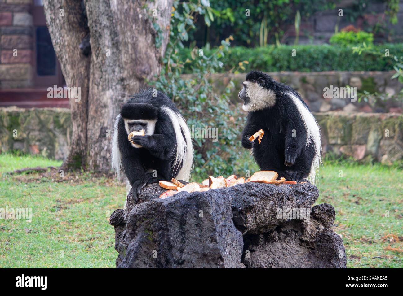 Two female black-and-white colobus monkeys eating slices of bread in ...