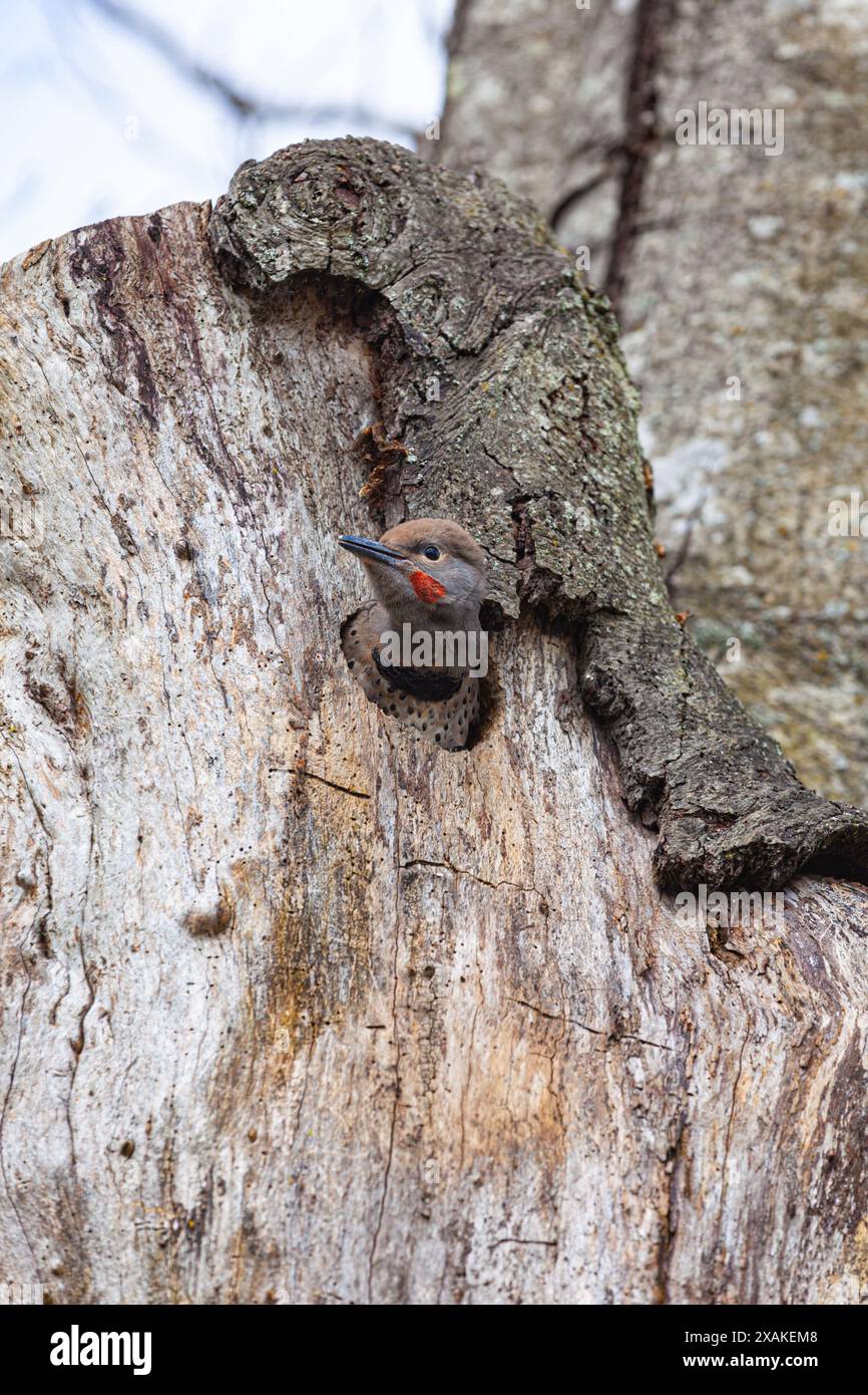 Maturing Northern Flicker chick waiting for food at the nest Stock ...