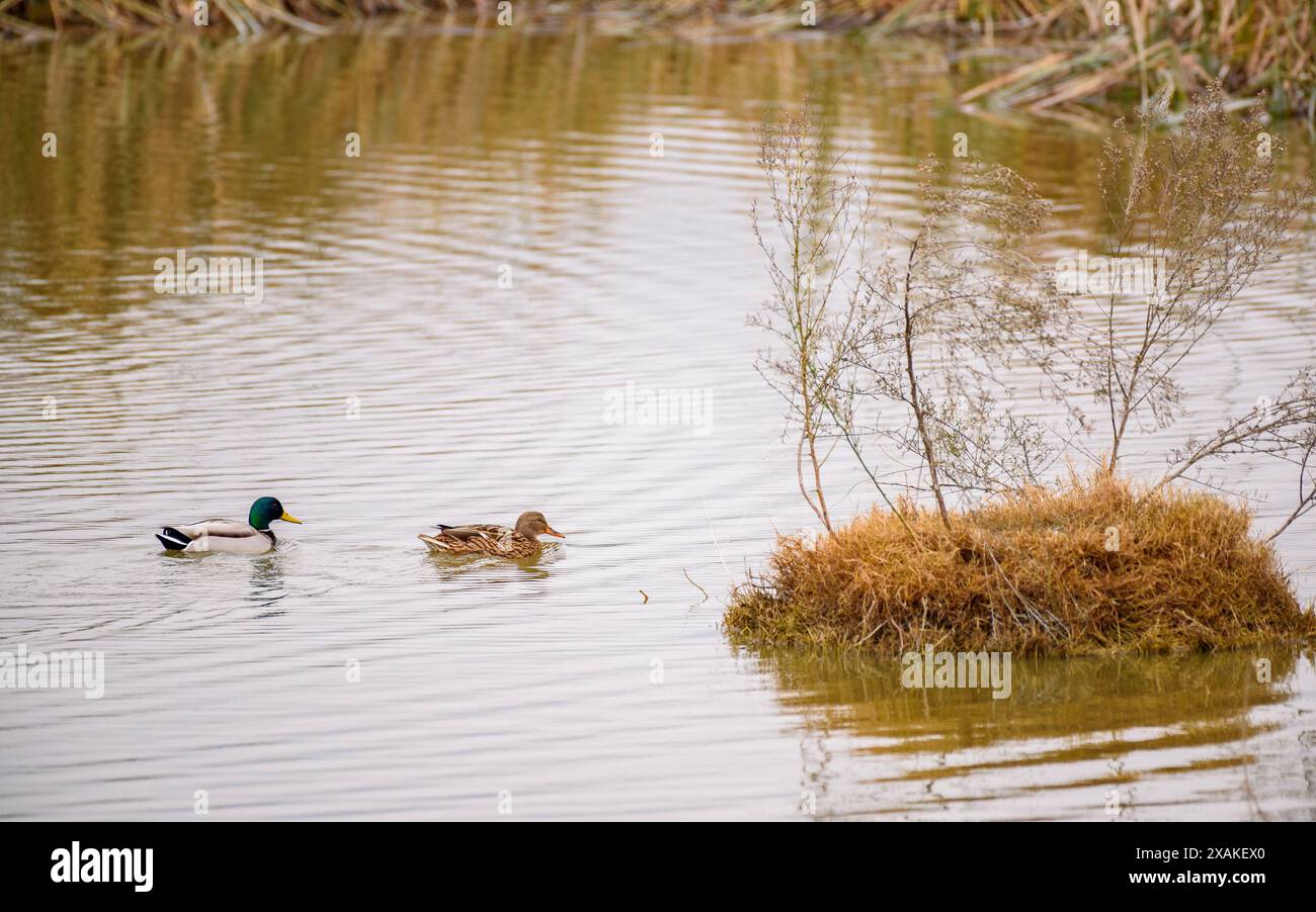 Mallards in lake winter hi-res stock photography and images - Alamy