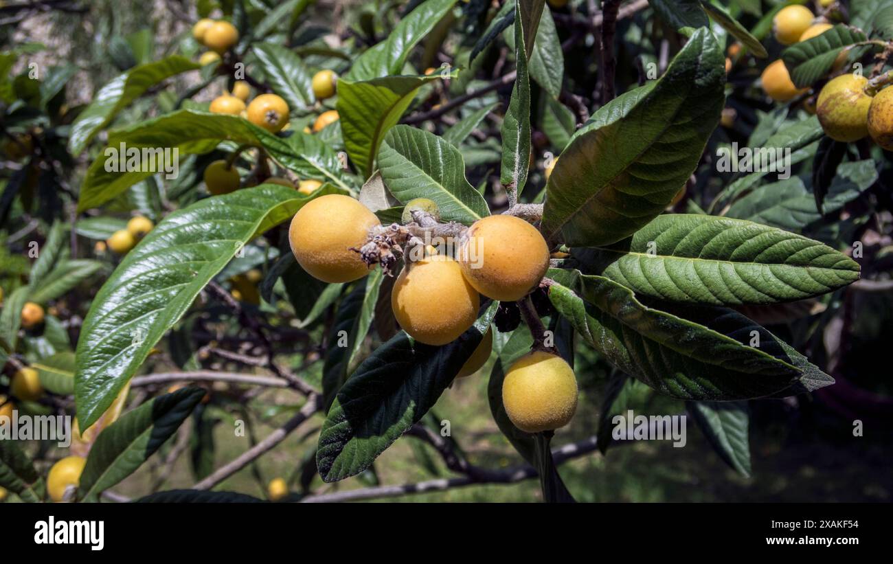 Japanese loquat hi-res stock photography and images - Alamy