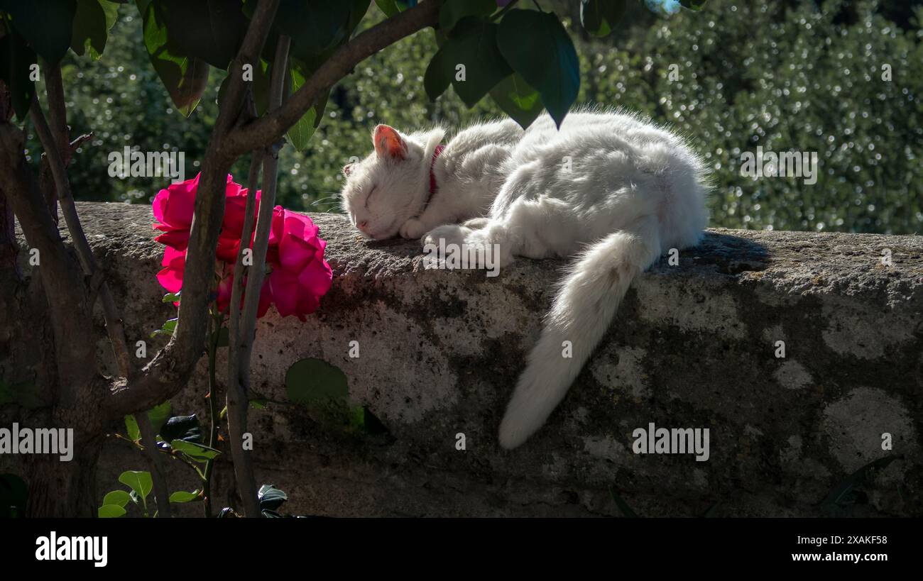 Reclining cat in Coursan, France Stock Photo - Alamy