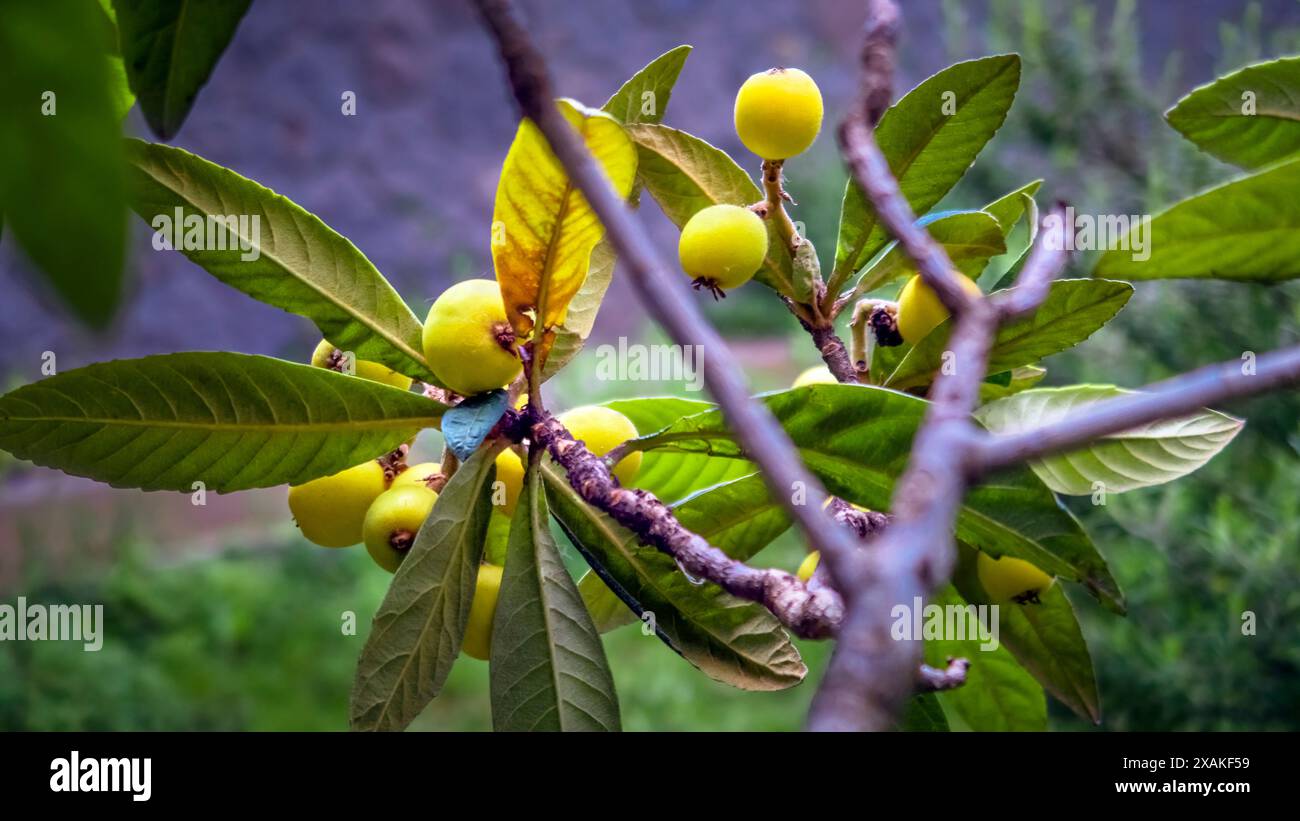 Japanese loquat hi-res stock photography and images - Alamy