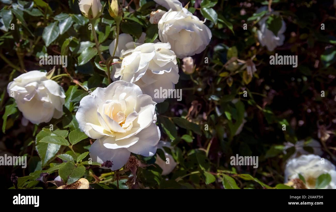 Heavenly roses hi-res stock photography and images - Alamy